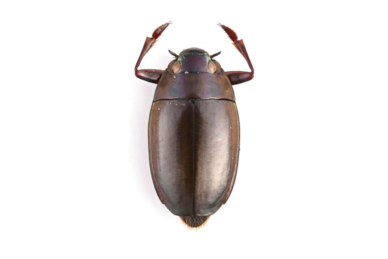 Temognatha